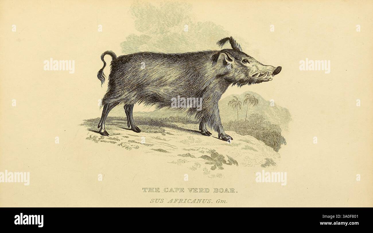 Wild boars rugged charm hi-res stock photography and images - Alamy