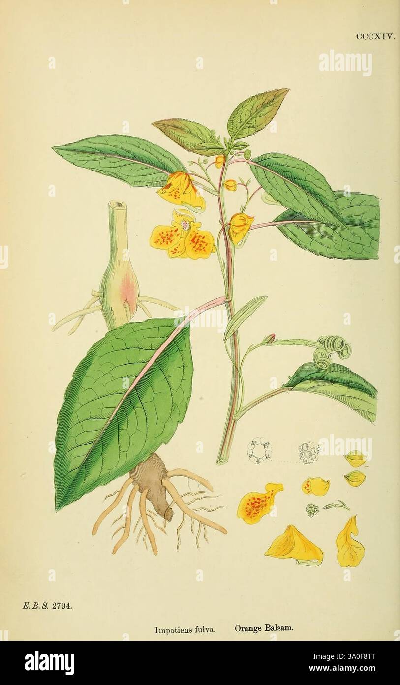 English botany, or Coloured figures of British plants, London, R ...