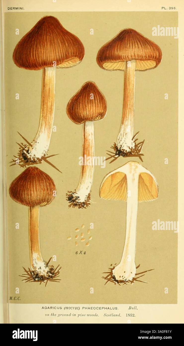 Illustrations of British Fungi (Hymenomycetes), to serve as an atlas to ...