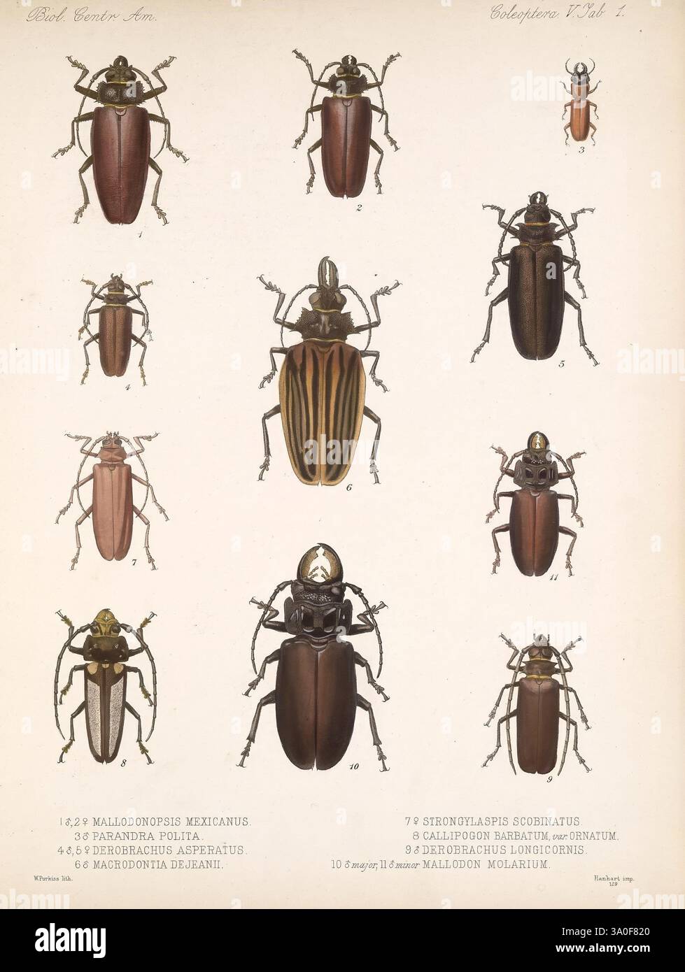 Biologia Centrali-Americana London, 1879-1915, Archaeology, Botany, Central America, Description ...