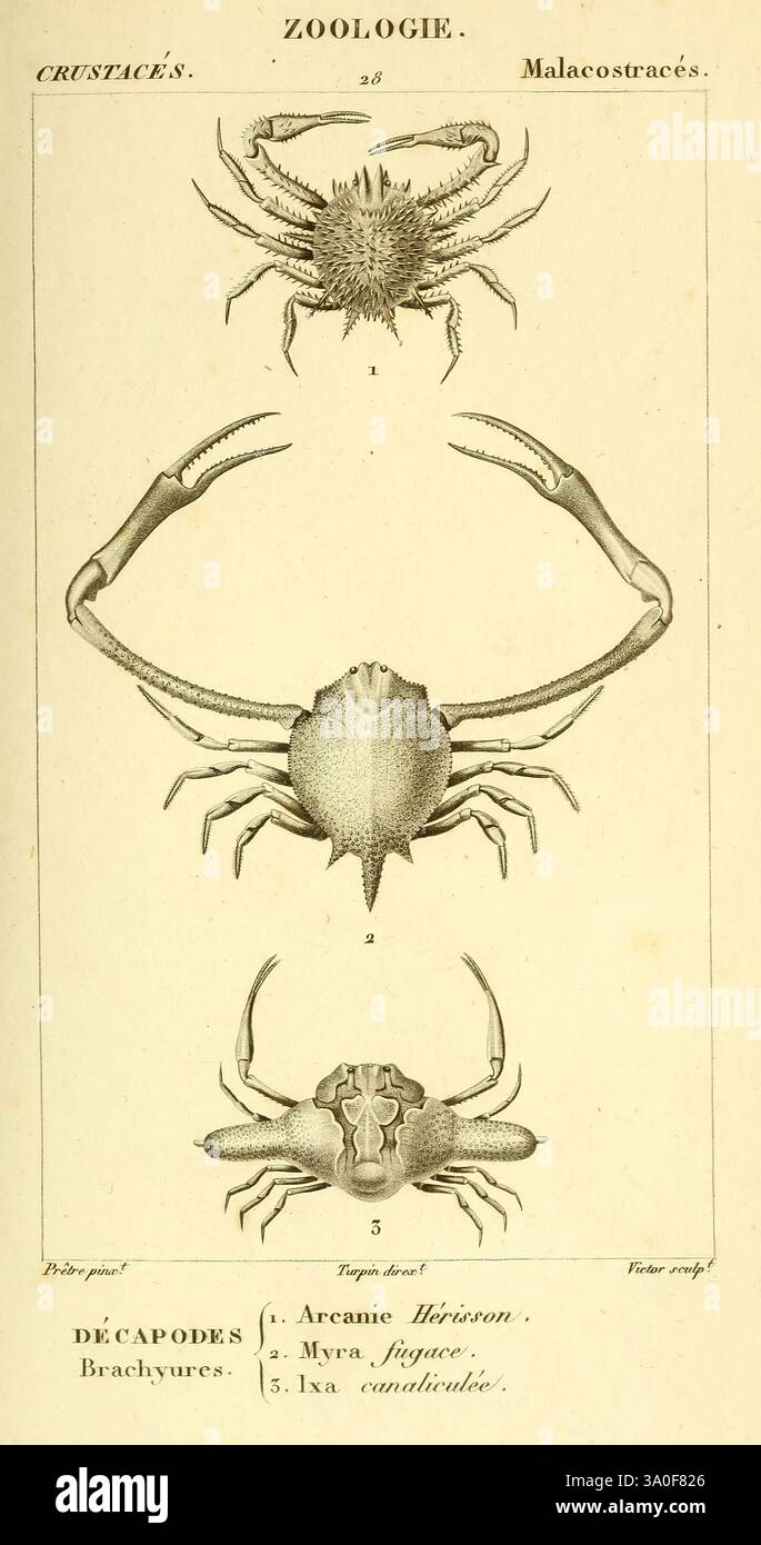 Specialized crab hi-res stock photography and images - Alamy