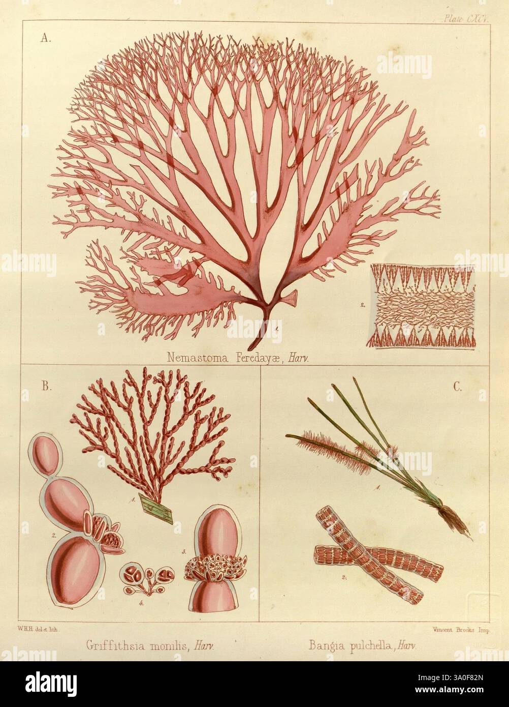 Nemastoma perfoliatum hi-res stock photography and images - Alamy