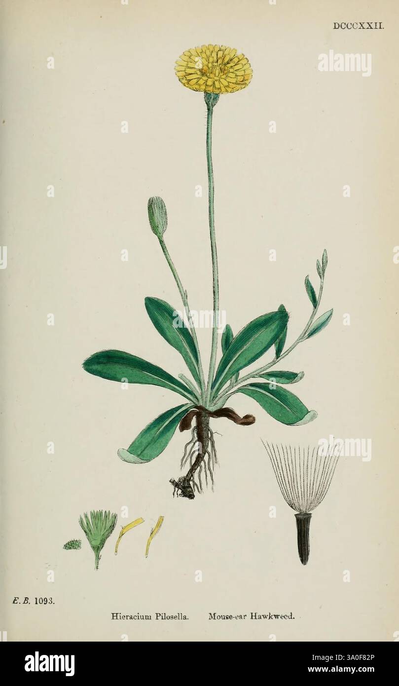 English Botany Coloured Figures of British Plants London R. Hardwicke ...
