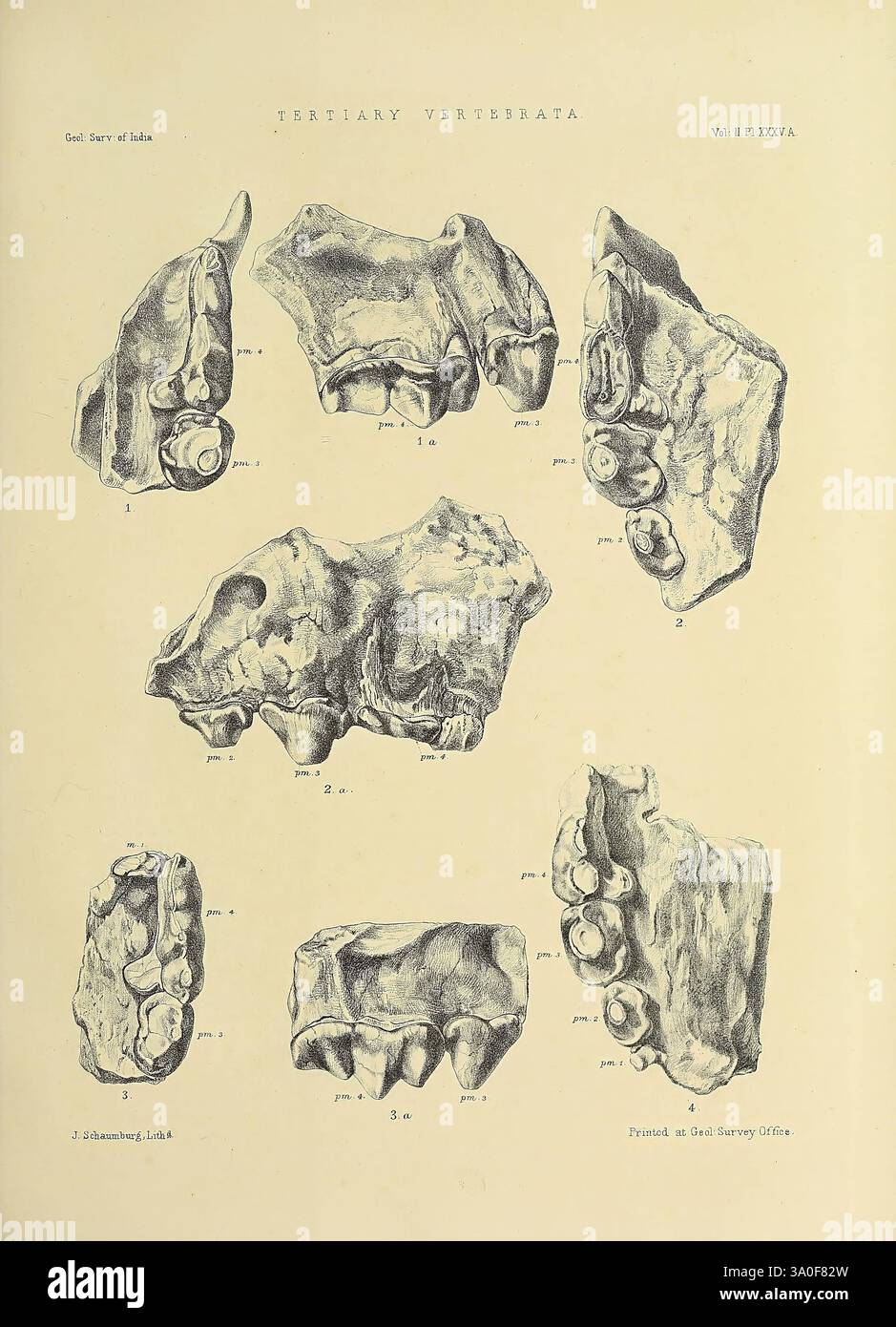 Indian Tertiary and post-Tertiary Vertebrata, Calcutta, Geological ...