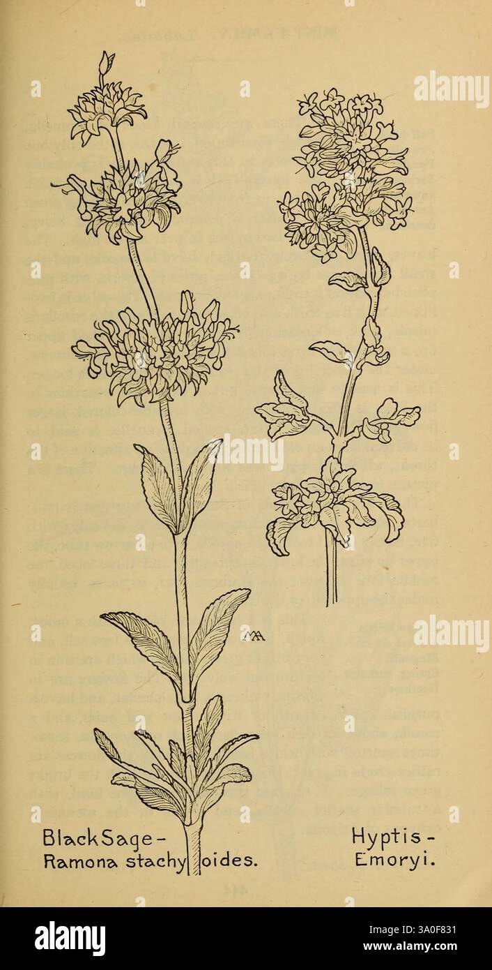 Field book of western wild flowers, New York, 1915, identification ...