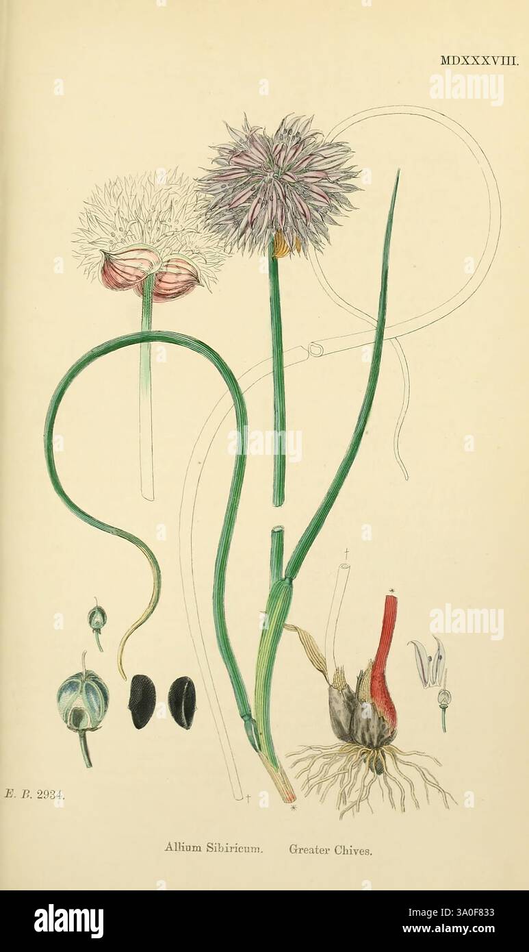 Greater chives hi-res stock photography and images - Alamy