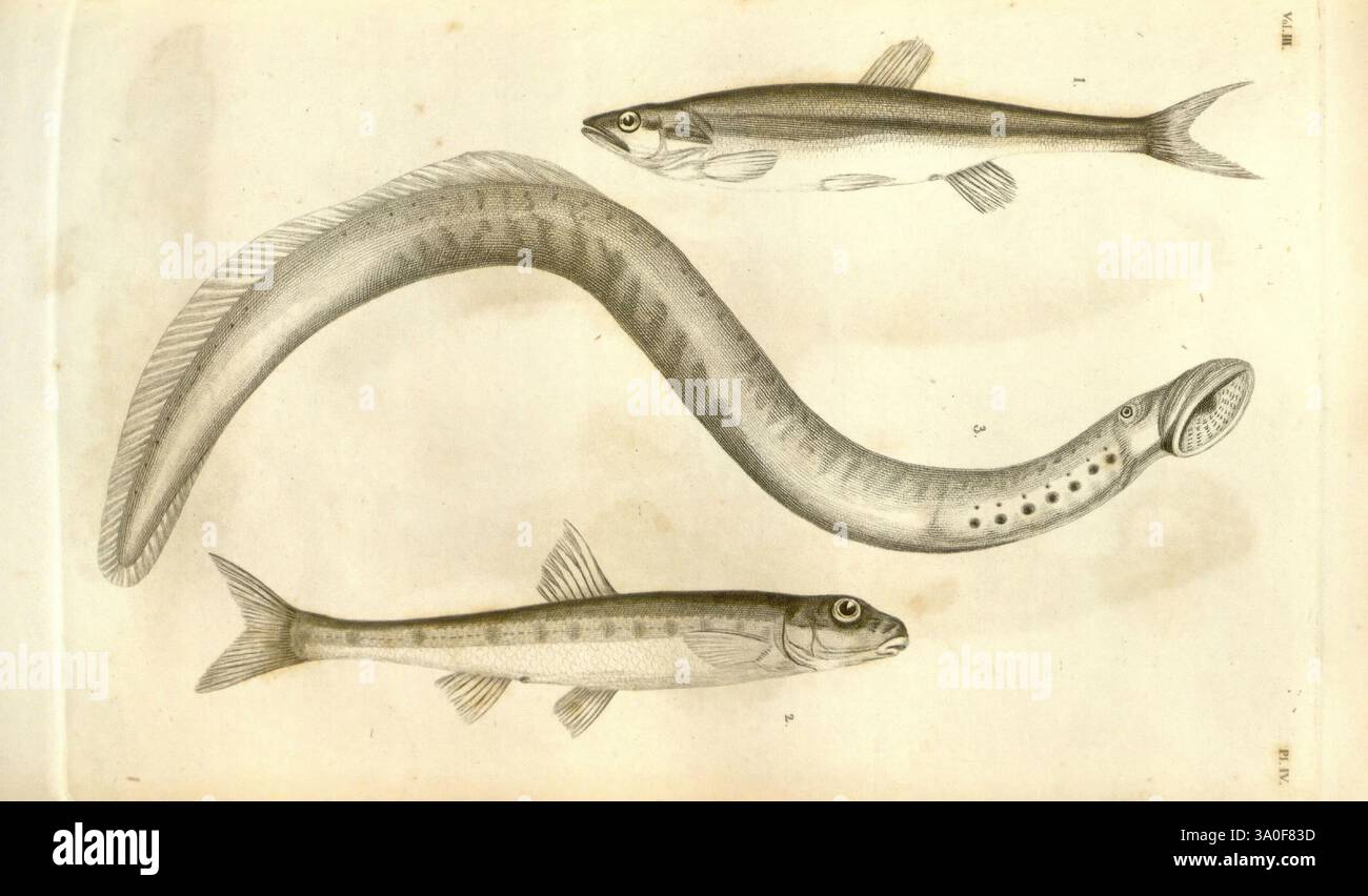 Serpentine fish featuring hi-res stock photography and images - Alamy