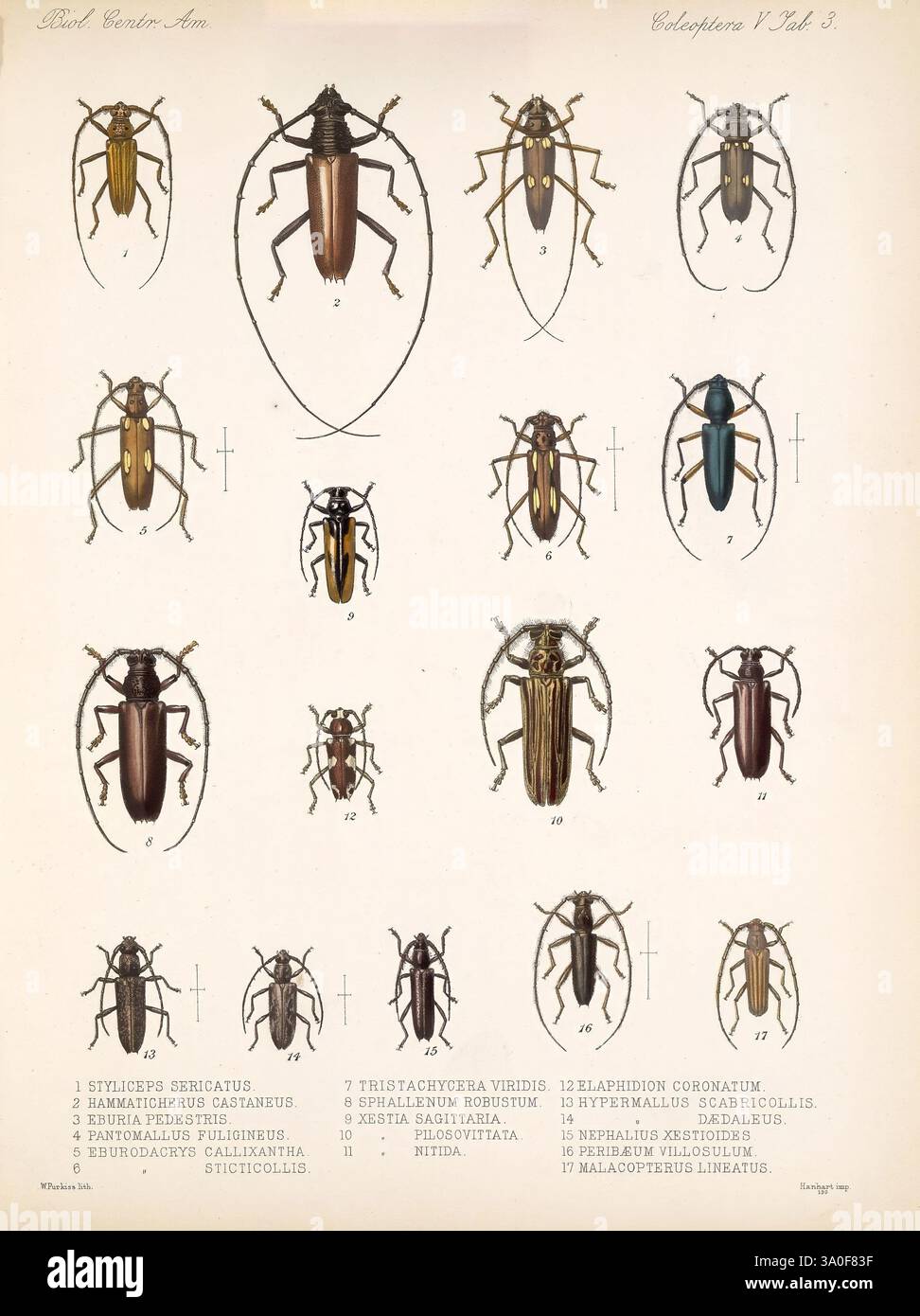 Variations in coloration hi-res stock photography and images - Alamy