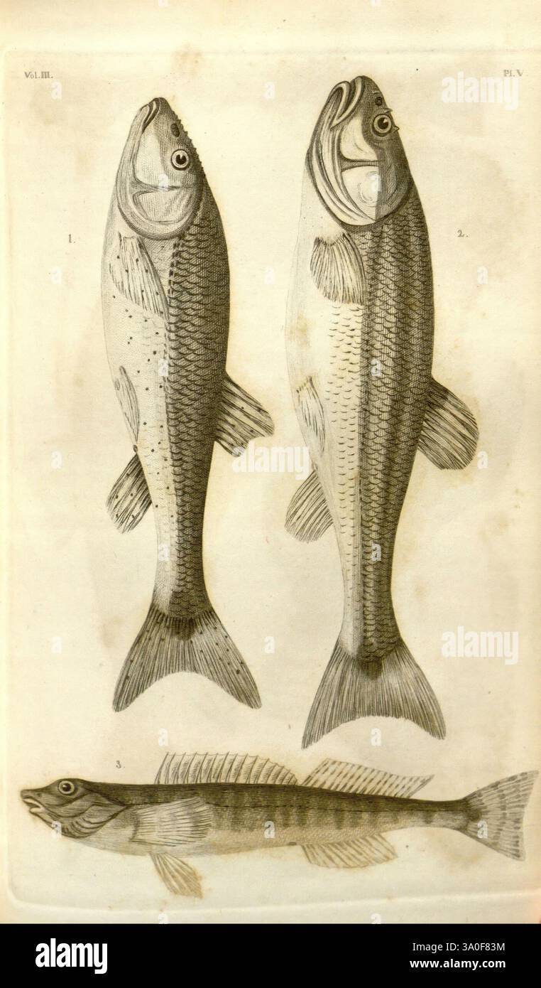 Top two fish share hi-res stock photography and images - Alamy