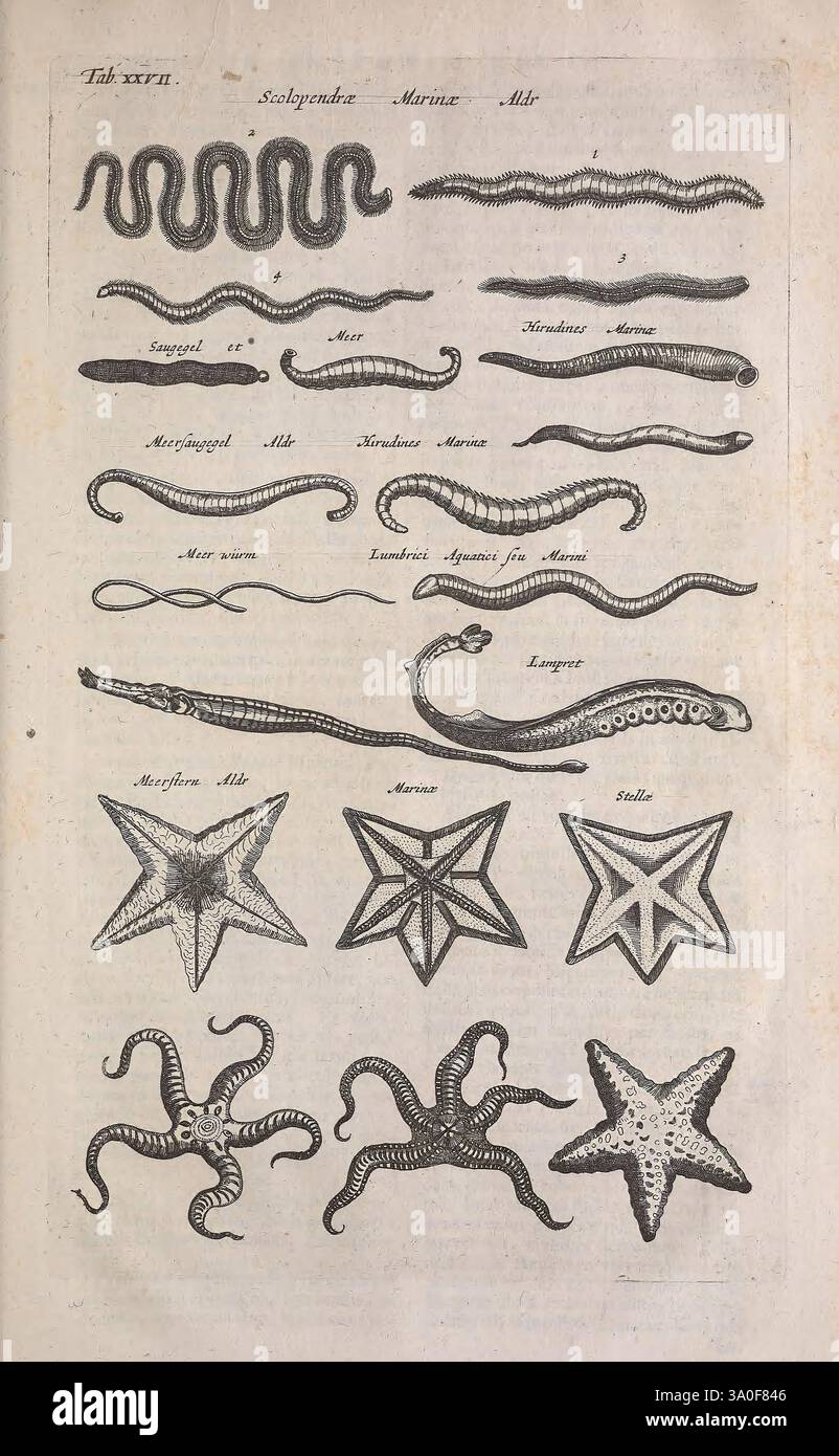 Illustrated collection of marine creatures hi-res stock photography and ...