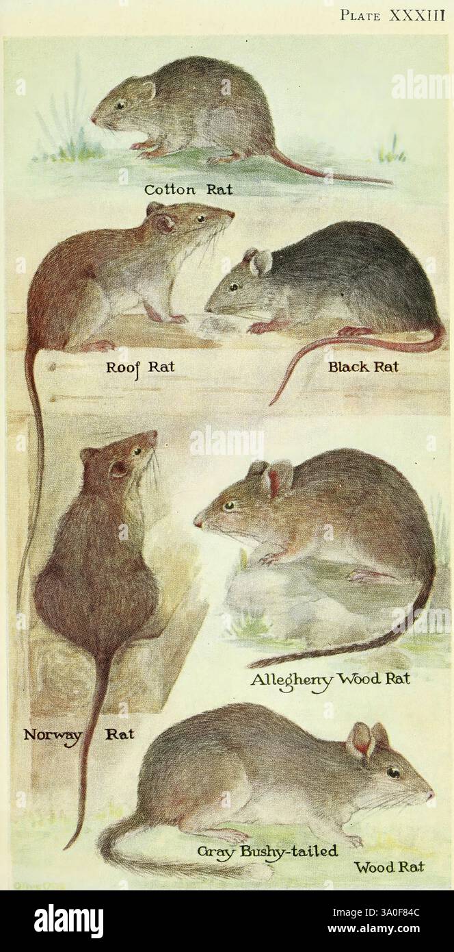 Field book of North American mammals, 1928, mammals, North America ...