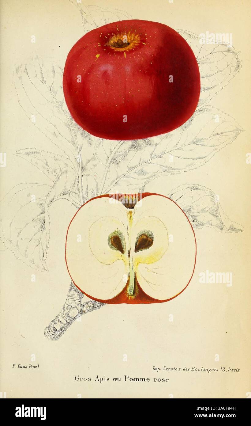 Gros apis hi-res stock photography and images - Alamy