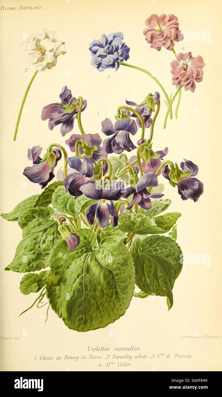 Diversity of violets hi-res stock photography and images - Alamy