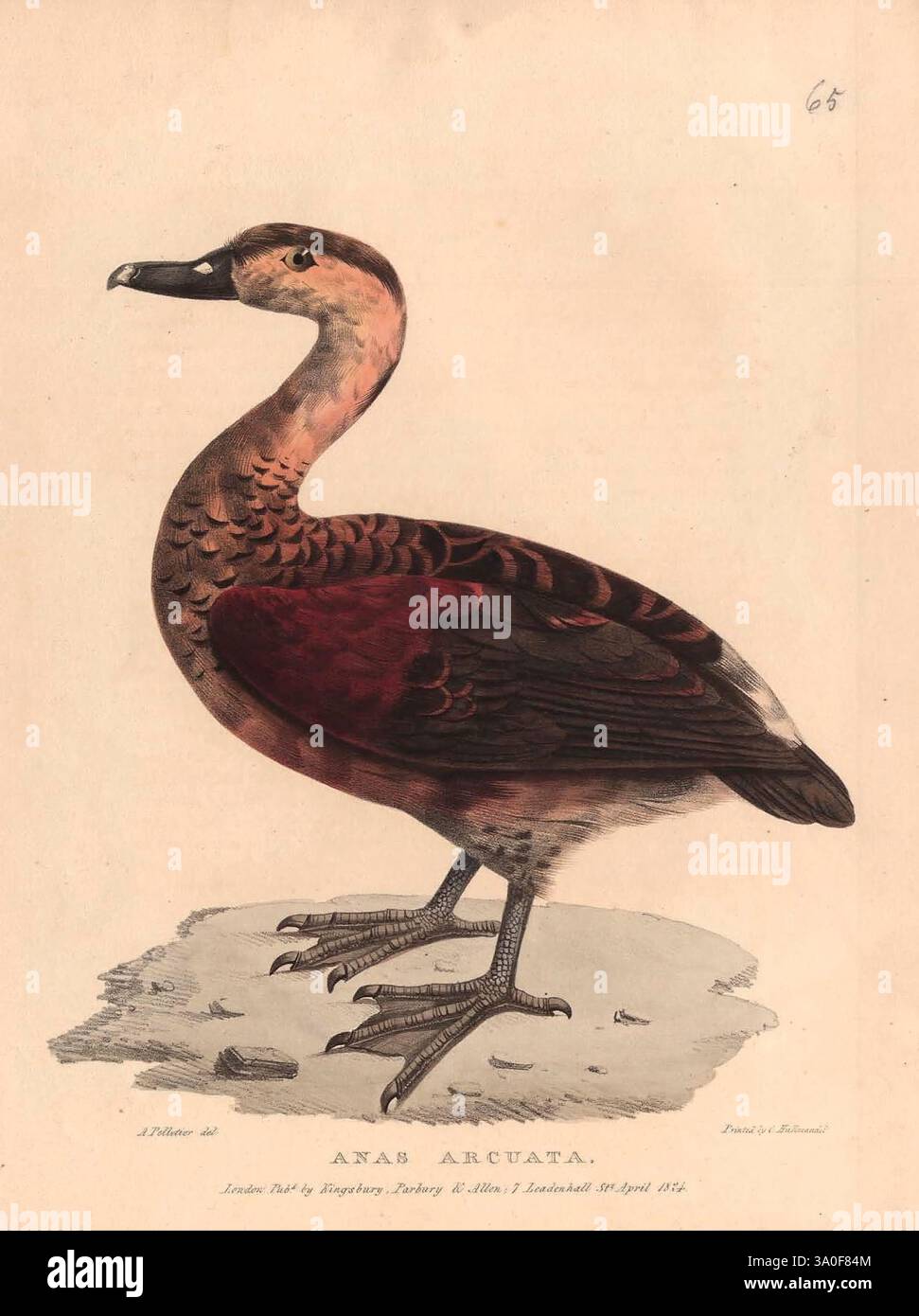 Zoological, researches, in, Java, and, the, neighbouring, islands, 1824 ...