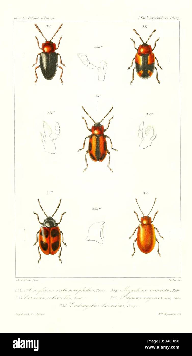 Highlighting variations in color hi-res stock photography and images ...