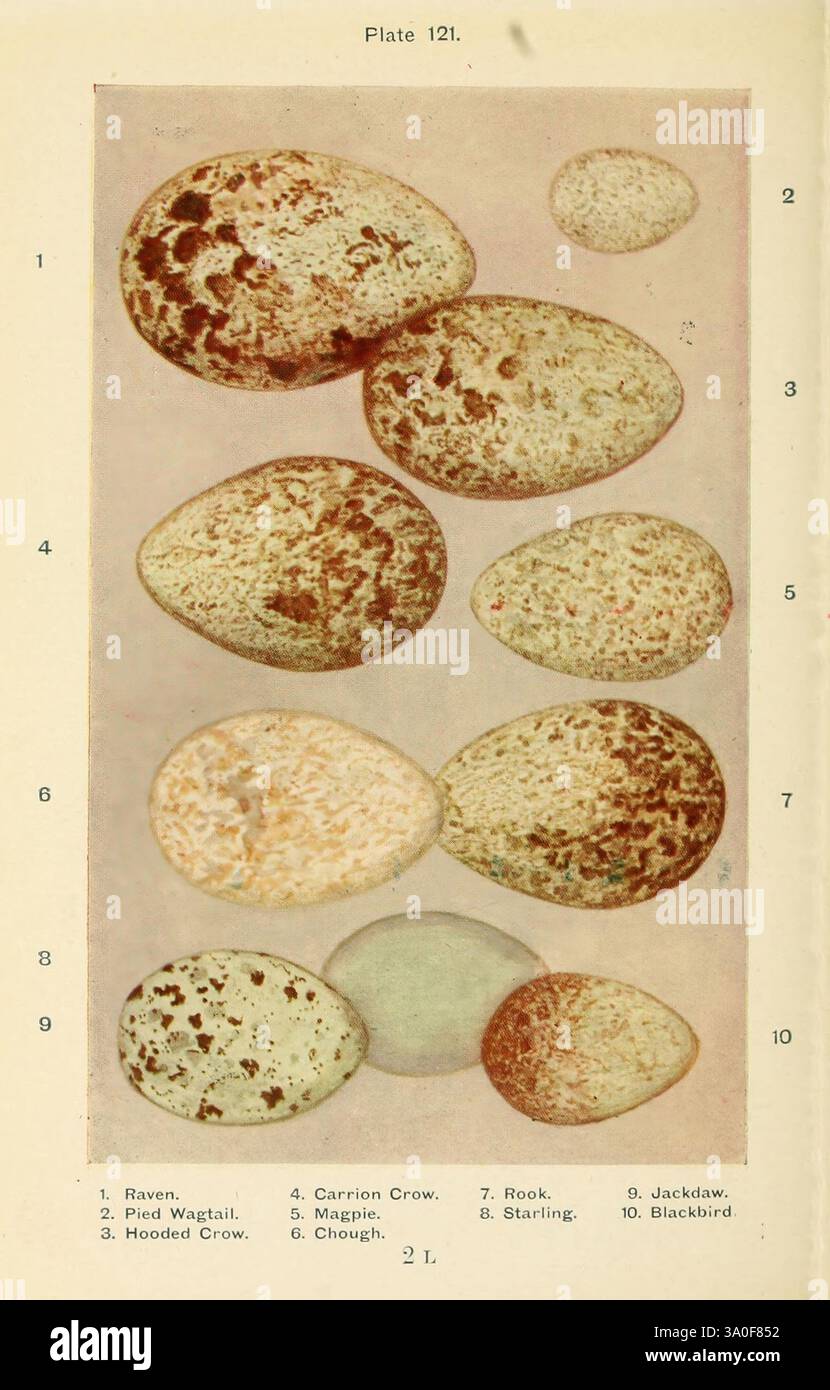 Diversity of egg characteristics hi-res stock photography and images ...