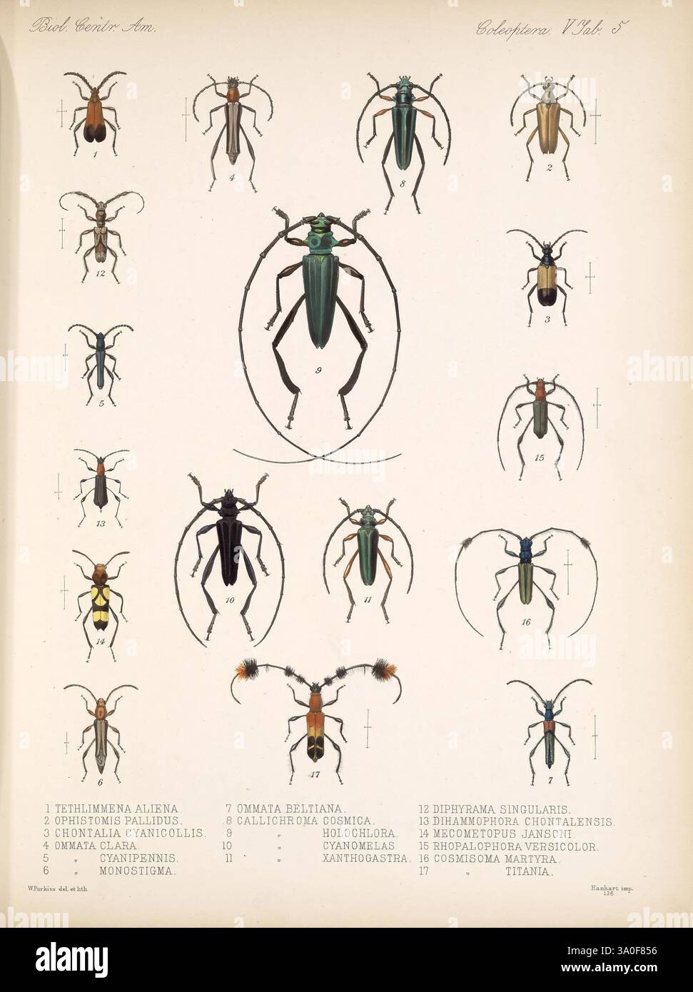 Elongated tephritid beetles hi-res stock photography and images - Alamy