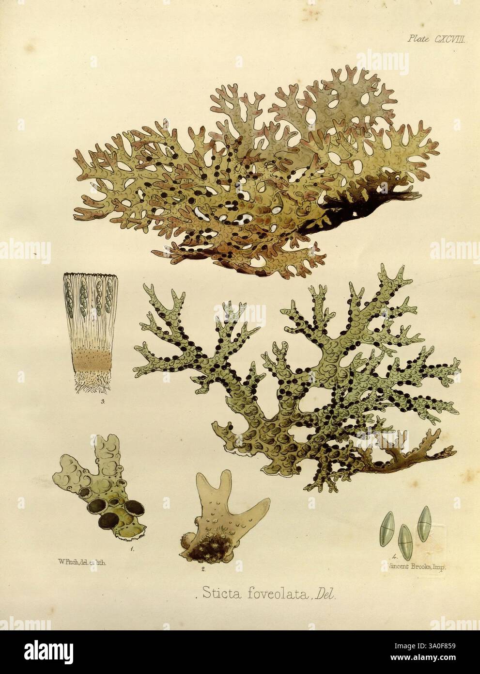 Demonstrating key characteristics of coral anatomy hi-res stock ...