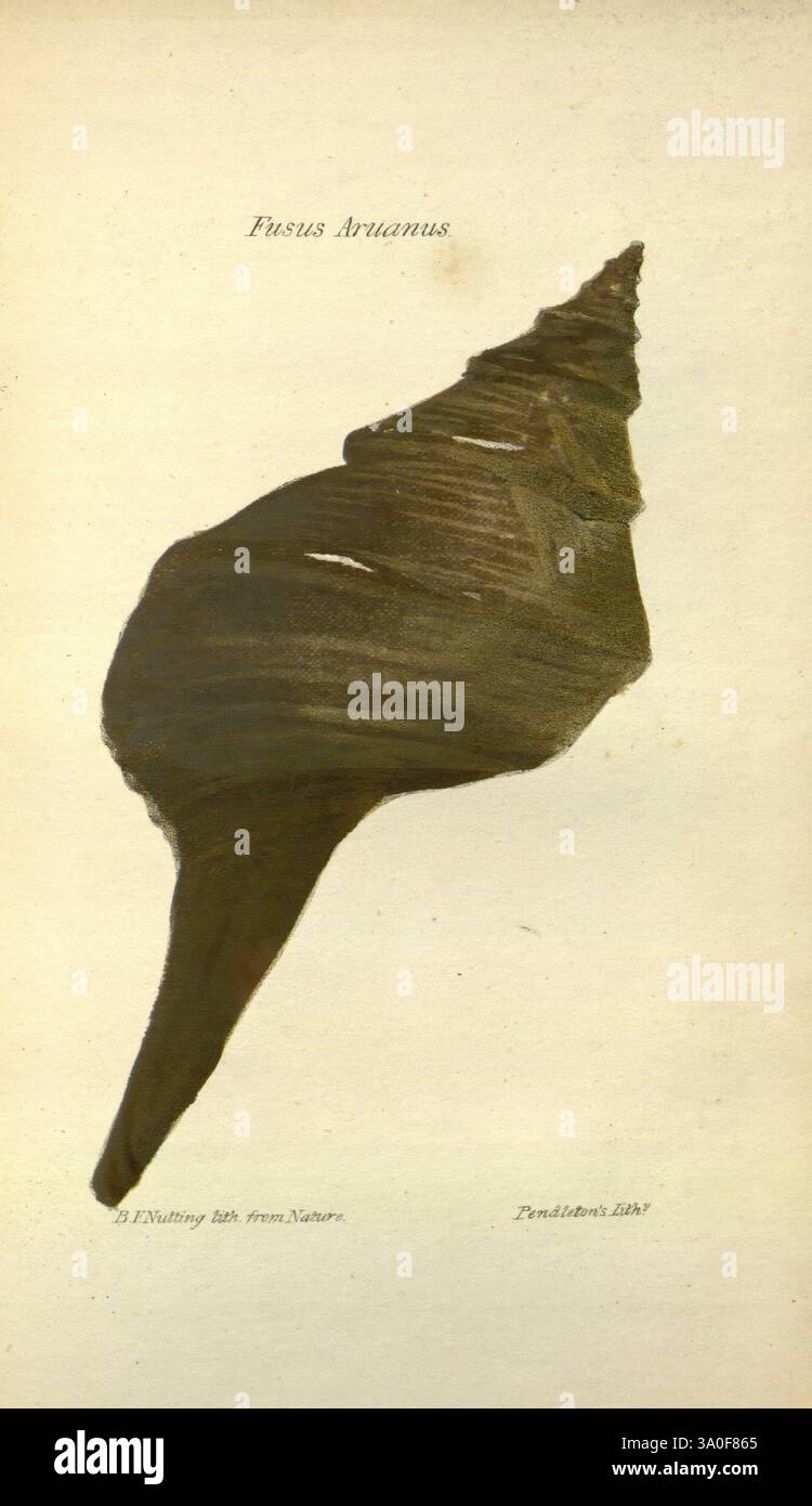 Intricacies of shell morphology hi-res stock photography and images - Alamy