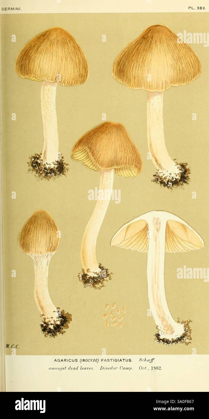 Showcases five distinct fungi hi-res stock photography and images - Alamy