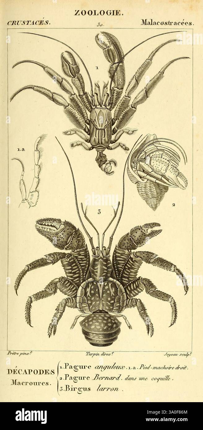 Larger lobster species hi-res stock photography and images - Alamy