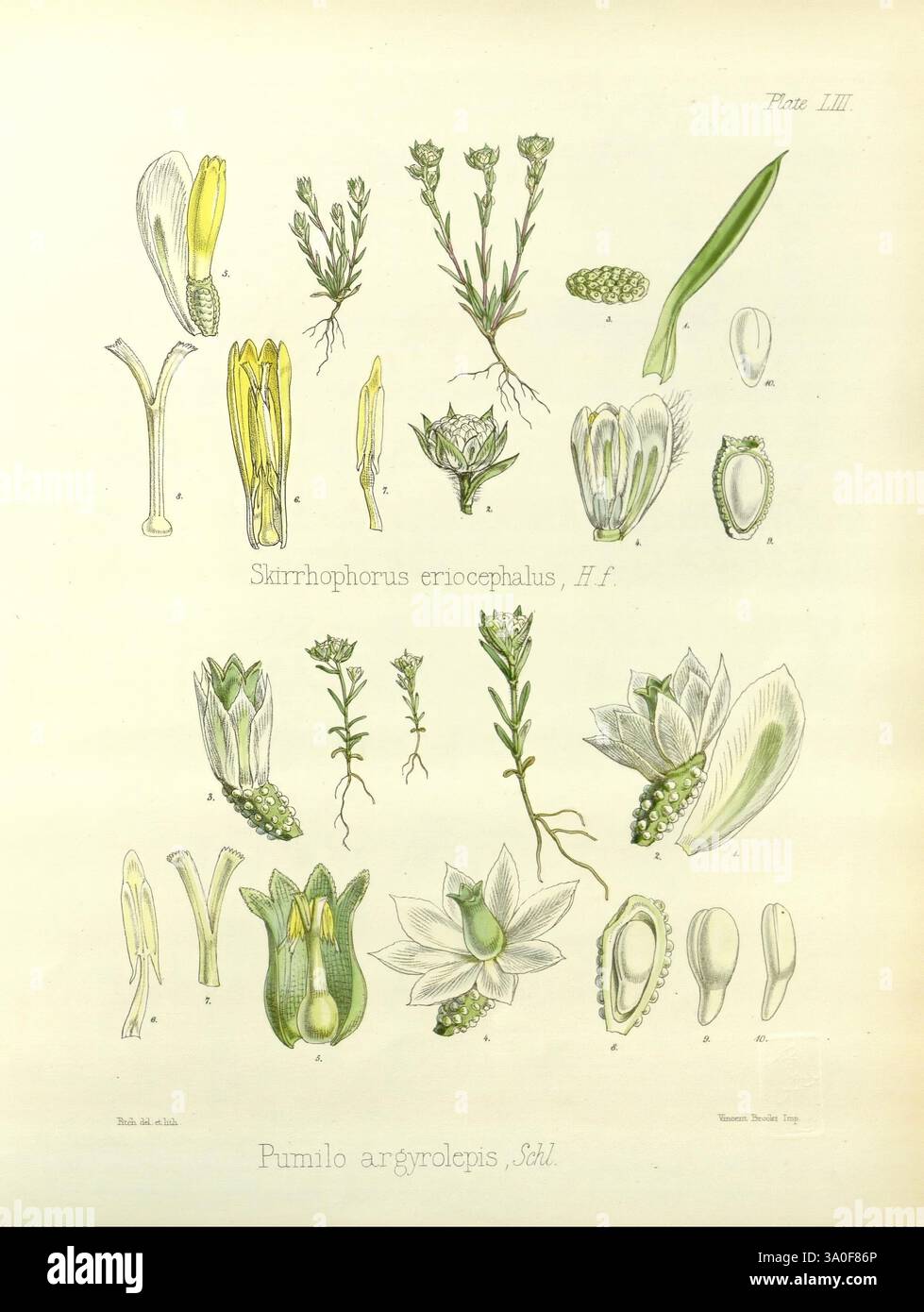 The botany of the Antarctic voyage of H.M. discovery ships Erebus and ...