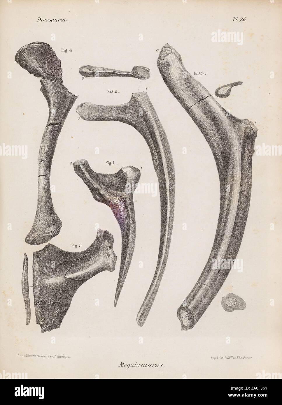 A history of British fossil reptiles, London, Cassell & Company Limited ...