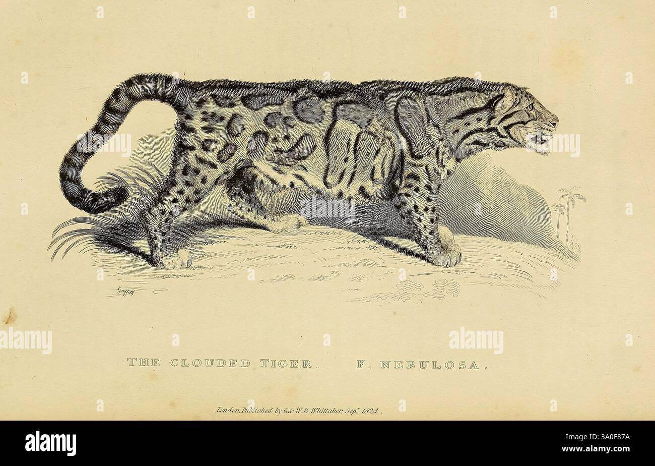 The class Mammalia London, Printed for Geo. B. Whittaker,1827. mammals ...