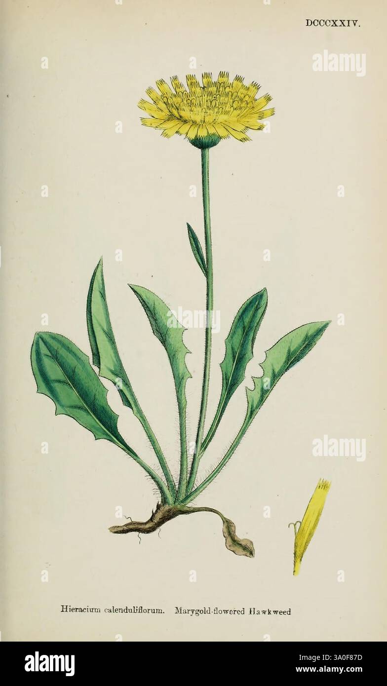 English, botany, or Coloured Figures of British Plants, London, R ...