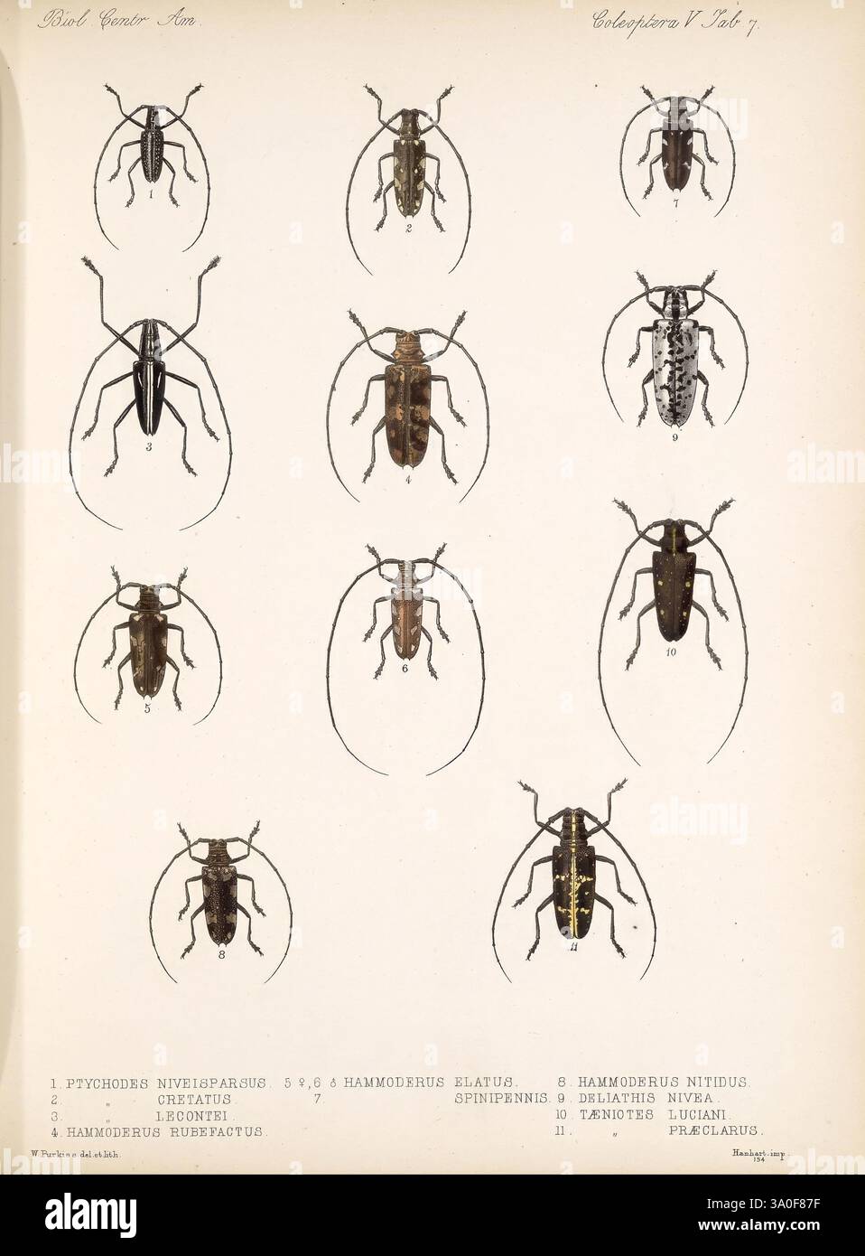 Biologia Centrali-Americana London, 1879-1915, archaeology, botany ...