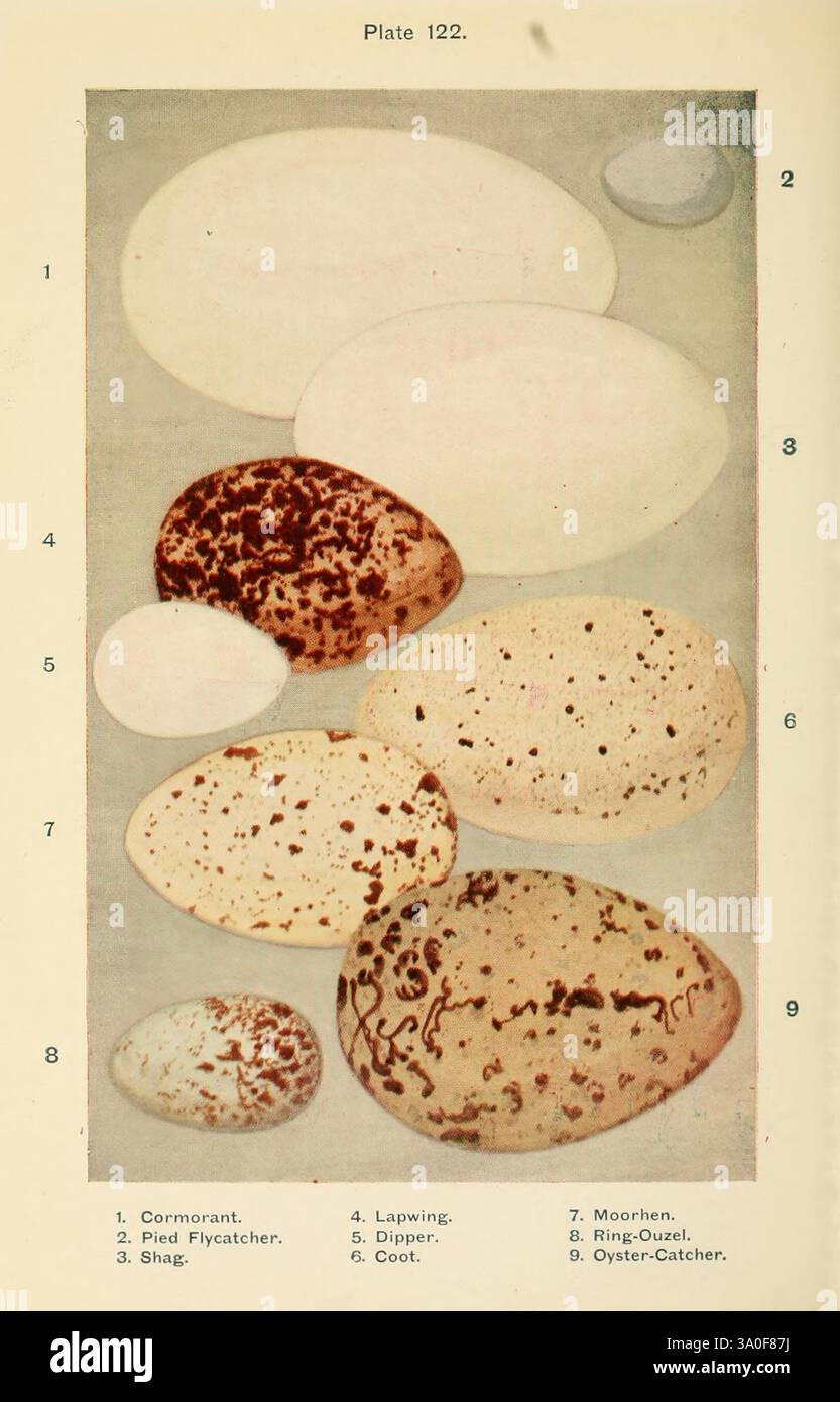 British birds & their eggs, London, W. & R. Chambers, 1909, Great ...