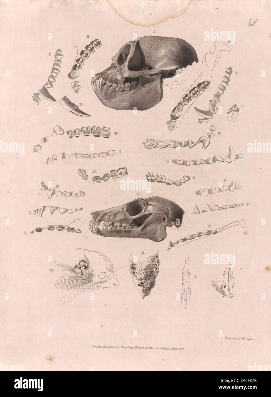 Intricate renderings of teeth hi-res stock photography and images - Alamy