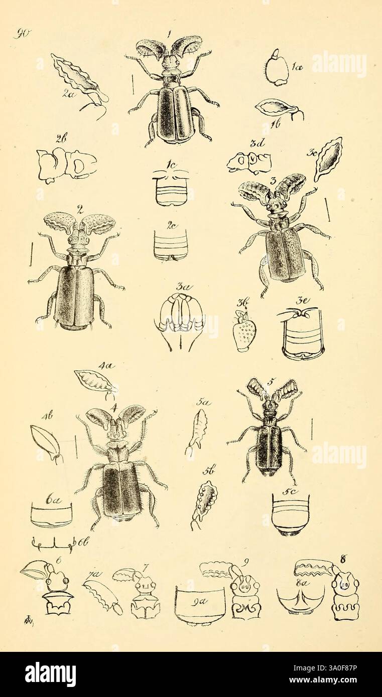 Arcana entomologica, or Illustrations of new, rare, and interesting ...