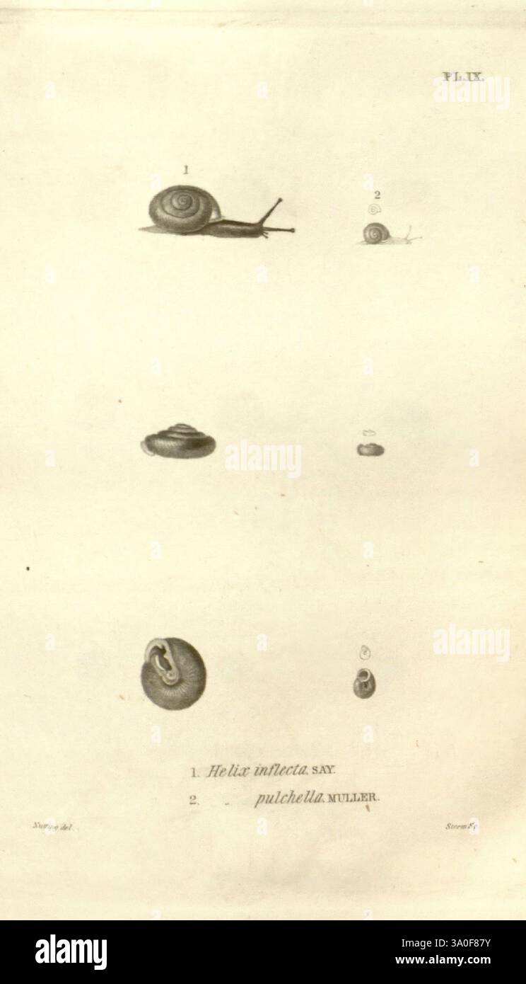 Specific snail species hi-res stock photography and images - Alamy