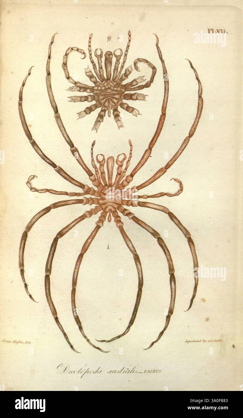 Artwork features two intricately illustrated arachnids hi-res stock ...