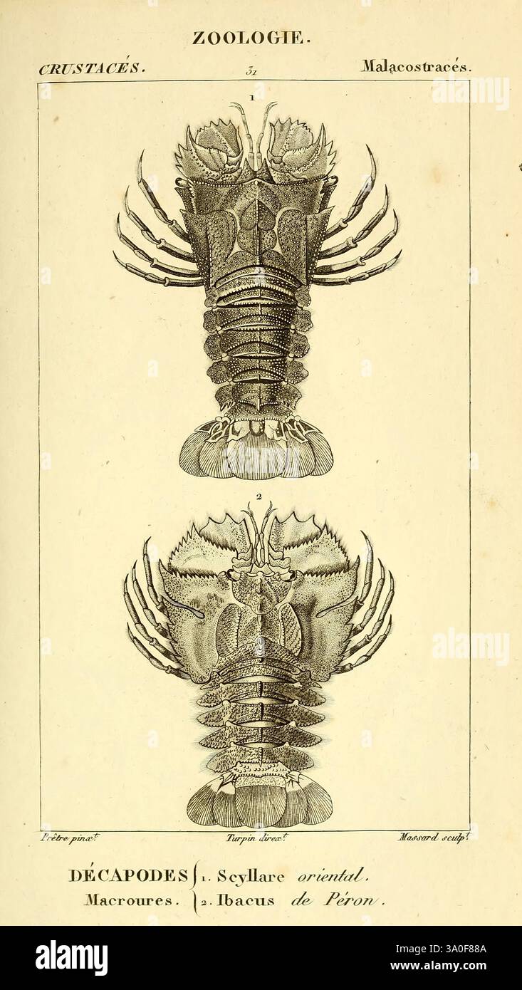 Considérations générales sur la classe des crustacés, Paris, F.G ...