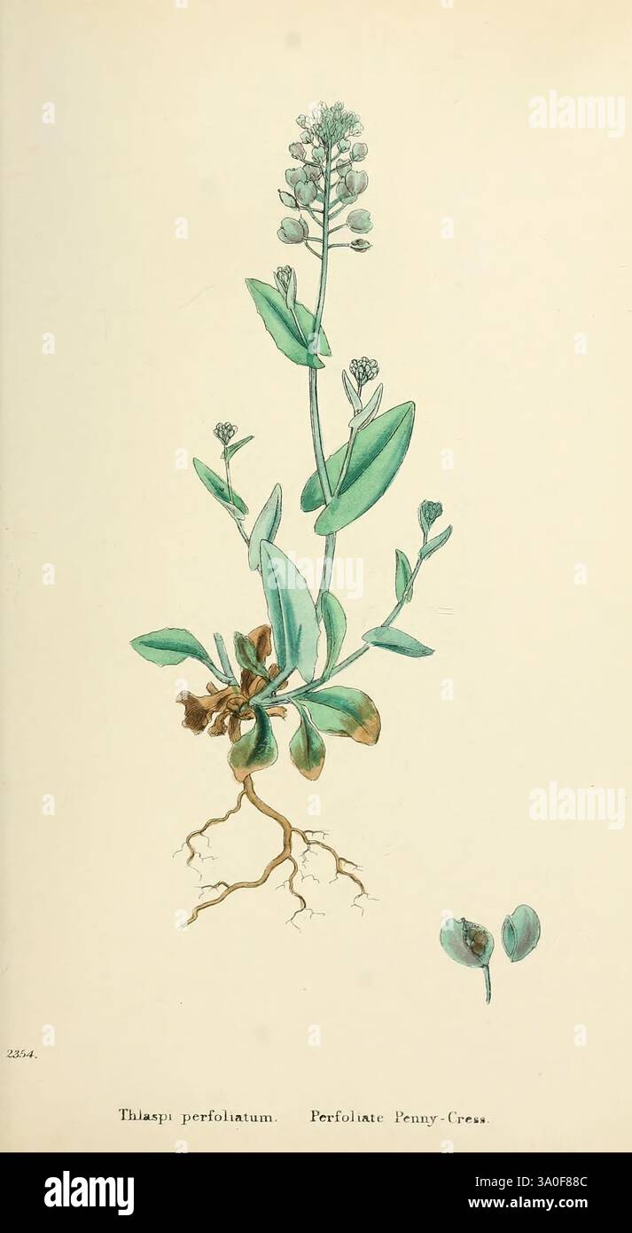 Prominent taproot system hi-res stock photography and images - Alamy