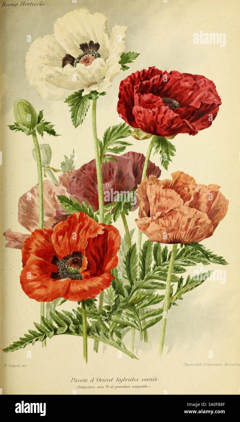 Artistic depiction of various types of poppies showcasing hi-res stock ...