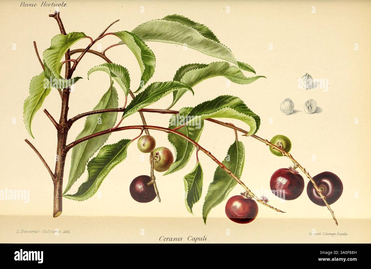 Showcasing clusters of cherries in various stages of ripeness hi-res ...