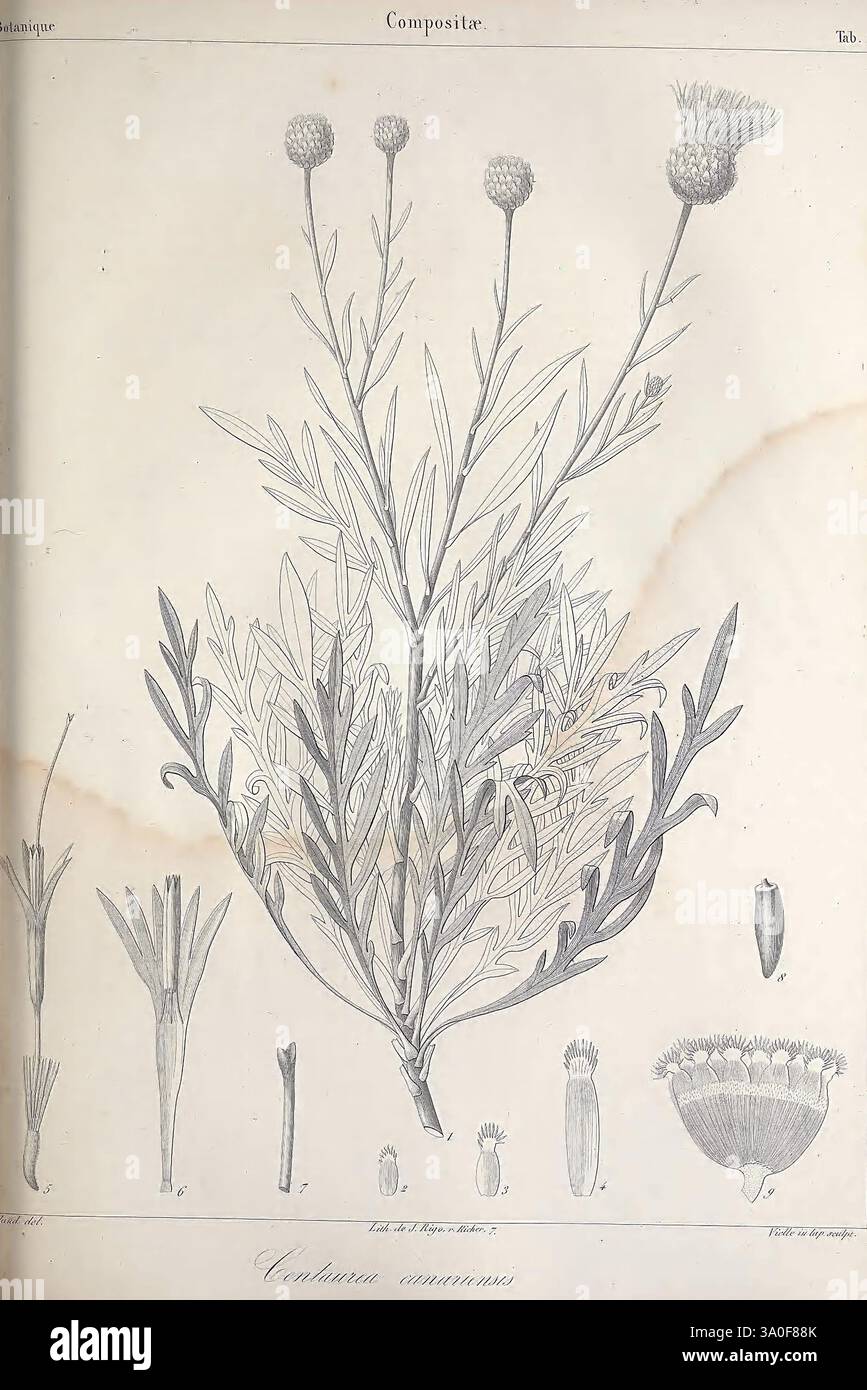 Histoire naturelle des Iles Canaries Paris Bethune Editor 1836-1850 ...