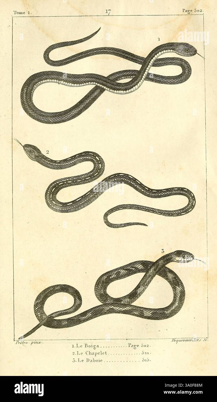 Depiction features three distinct snakes hi-res stock photography and ...