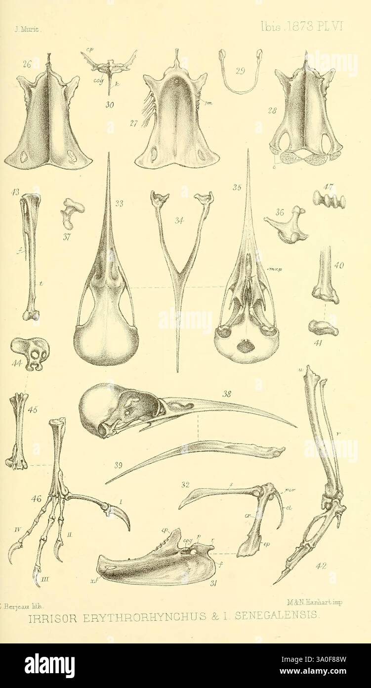 Detailed anatomical study of various skeletal elements hi-res stock ...