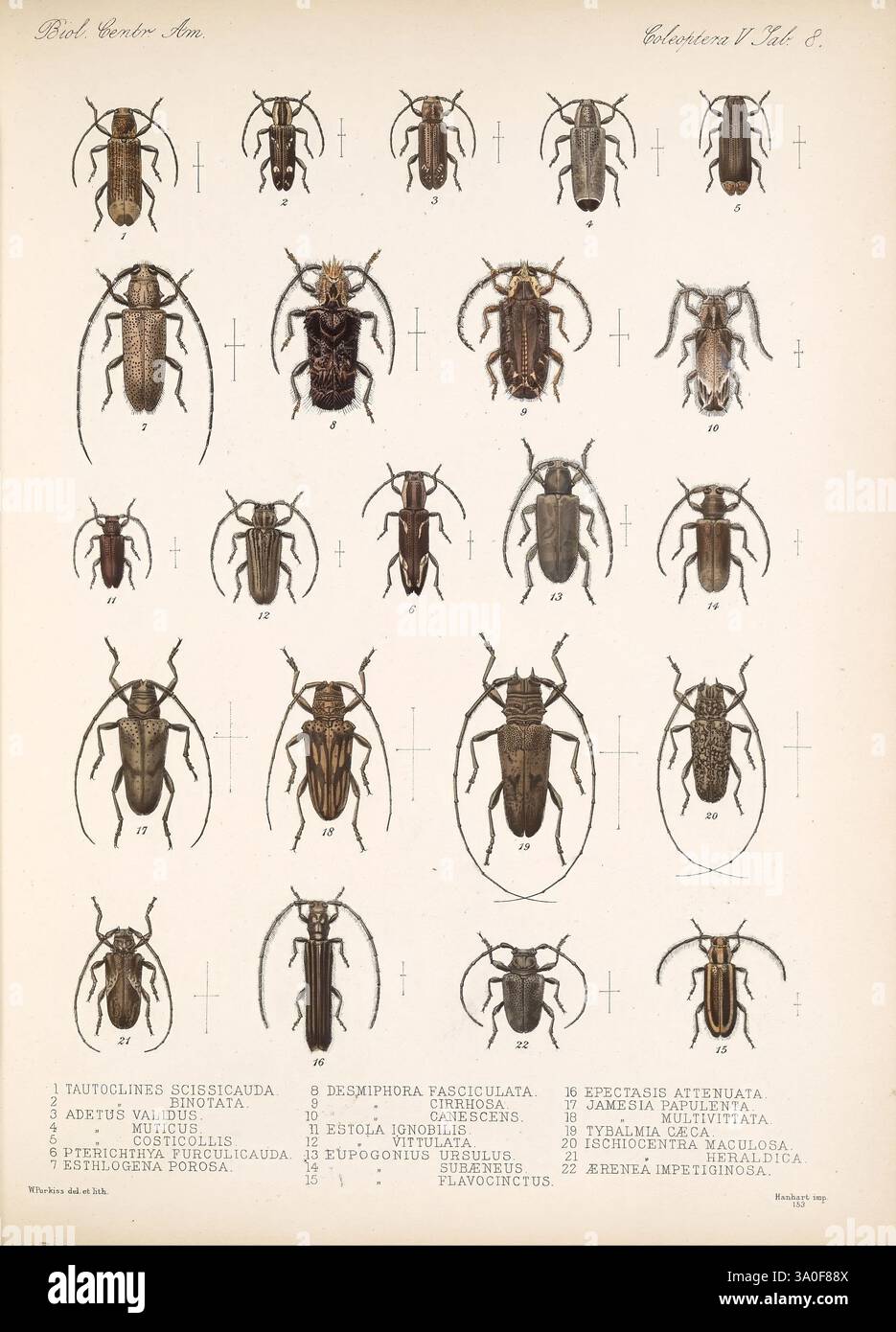 Providing scientific names alongside relevant classifications hi-res ...