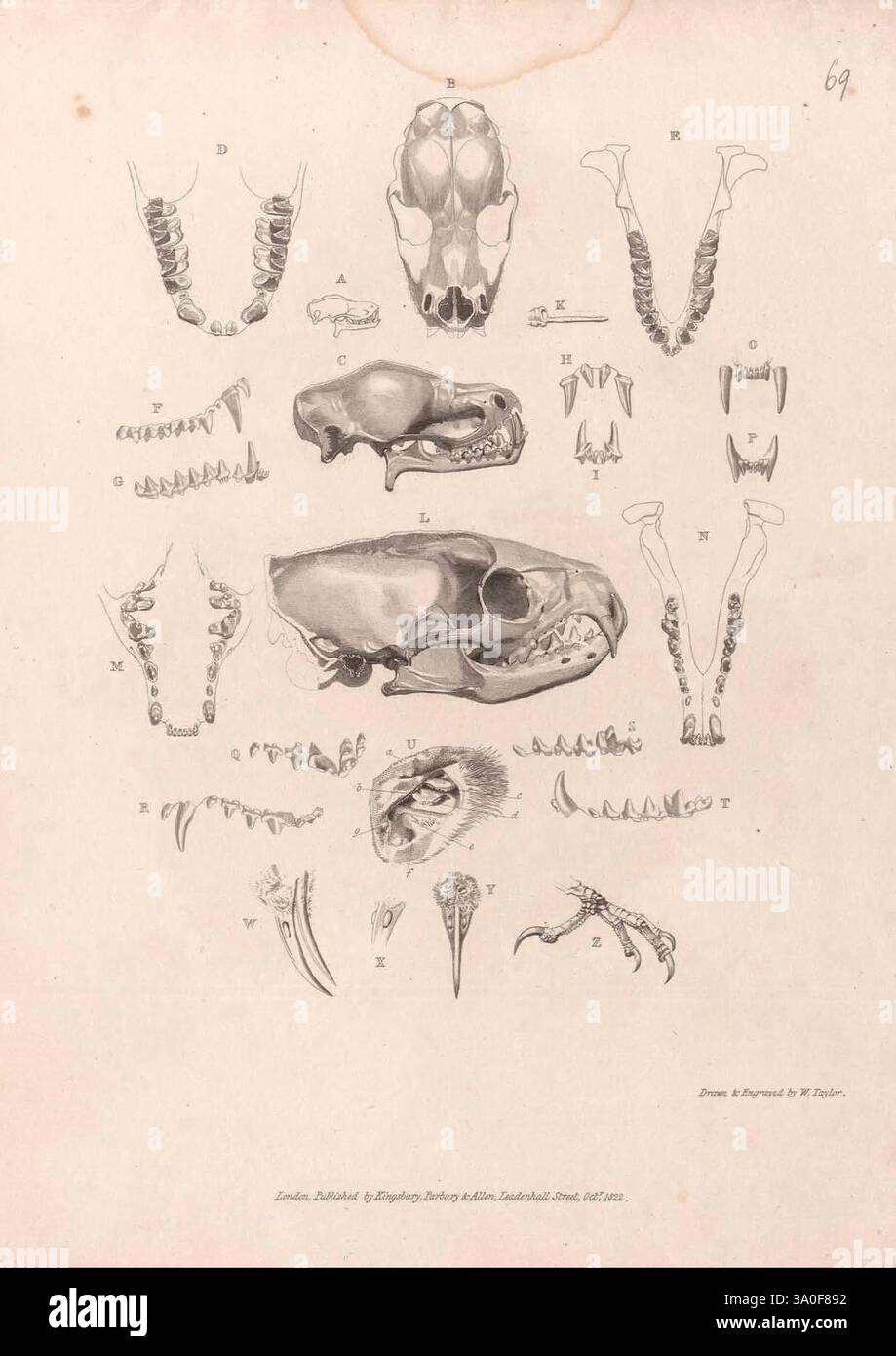 Zoological, researches, in, Java, and, the, neighbouring, islands, 1824 ...