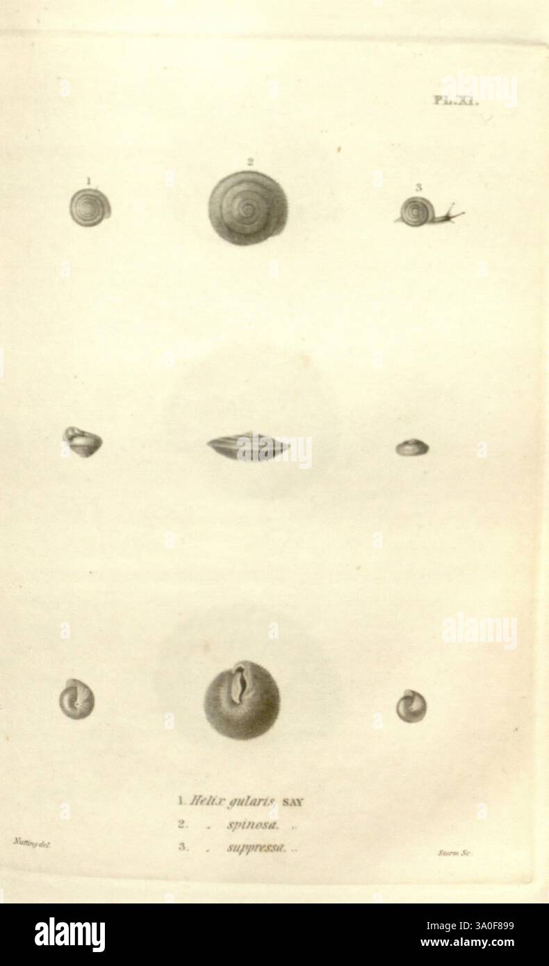 Further examples of shells hi-res stock photography and images - Alamy