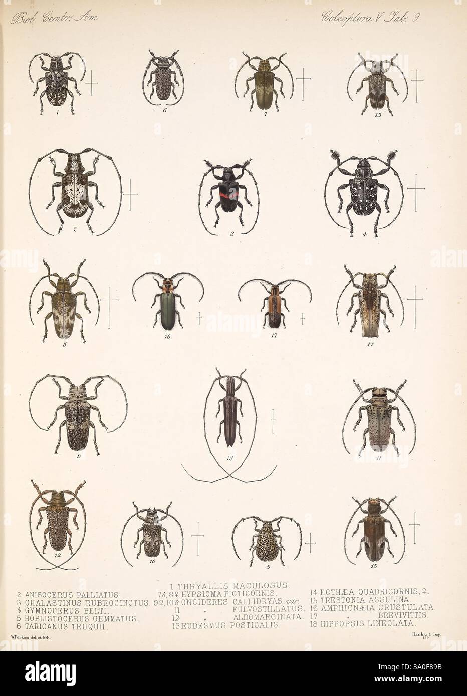 36 coleoptera beetle hi-res stock photography and images - Alamy