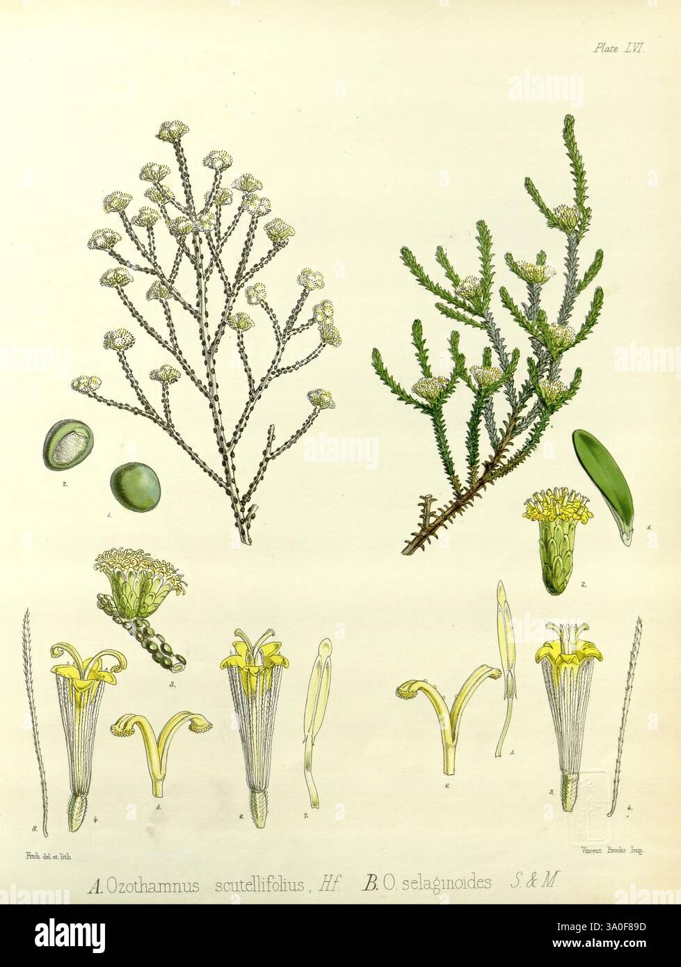 Ozothamnus selaginoides hi-res stock photography and images - Alamy