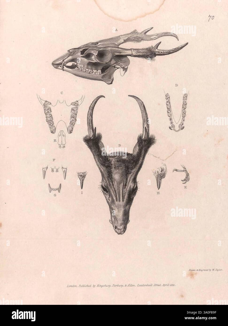 Anatomy further hi-res stock photography and images - Alamy