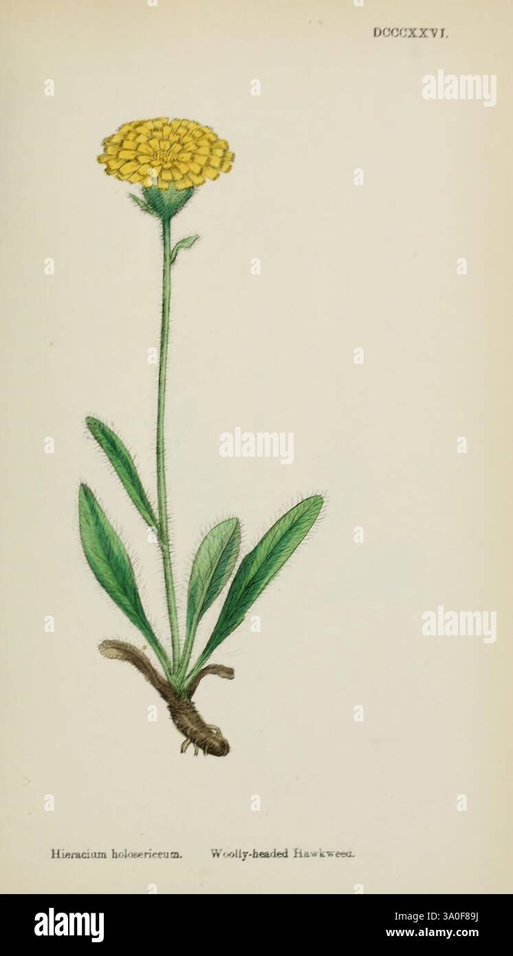 Knobby root system hi-res stock photography and images - Alamy