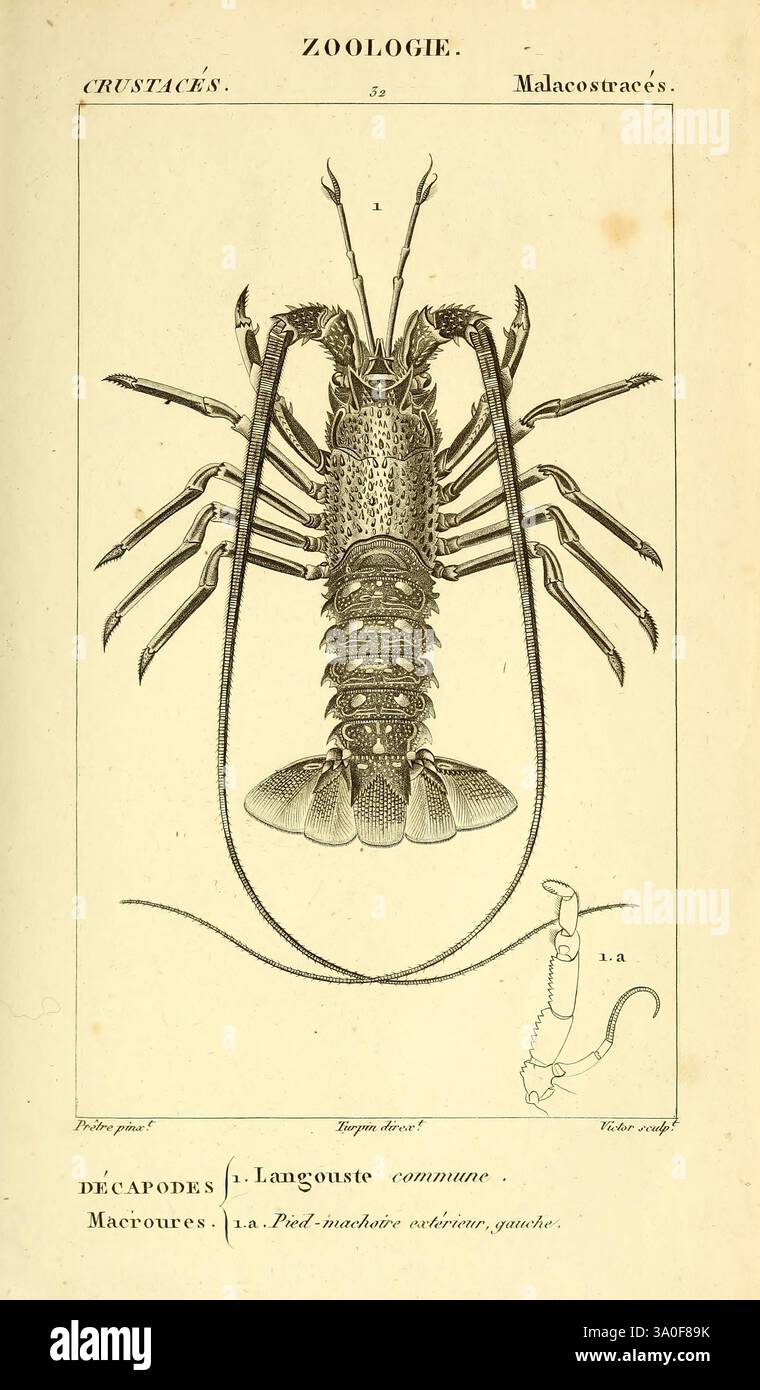 Crustaceans unique structure hi-res stock photography and images - Alamy